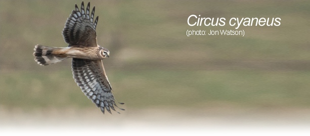 Hen Harrier – G.R.M.G